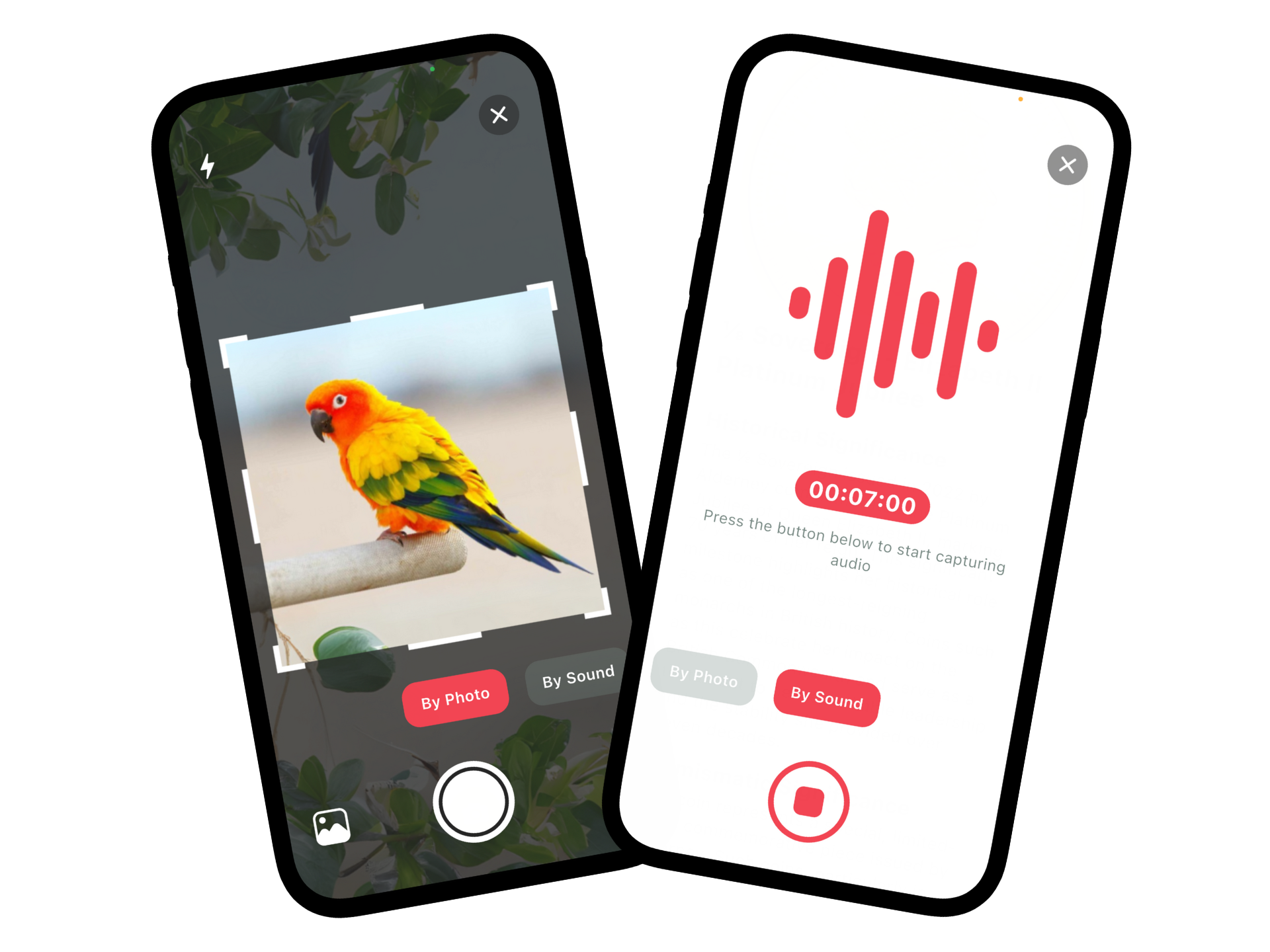 Bird Call Identifier & Bird Identifier App | Featha